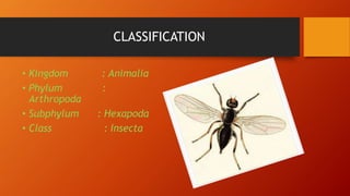 Class Insecta
