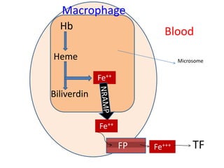 CLASS IRON METAB.ppt