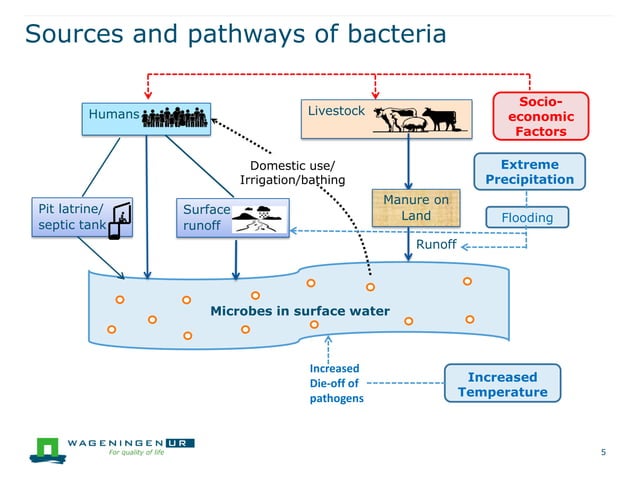 Class lecture 7.pdf river microbial water quality | PPT