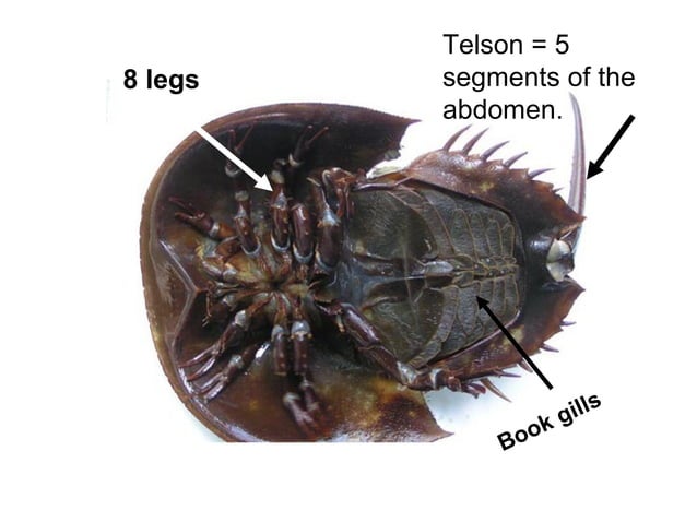 Class Merostomata Notes | PPT