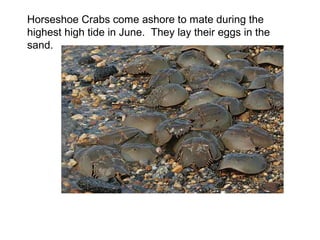 Class Merostomata Notes | PPT