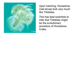 Class Merostomata Notes | PPT