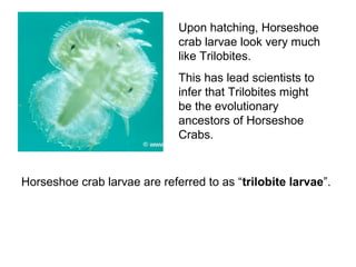 Class Merostomata Notes | PPT