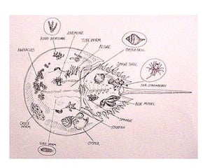Class Merostomata Notes | PPT