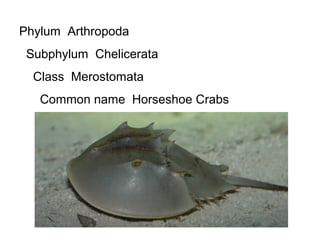 Class Merostomata Notes | PPT