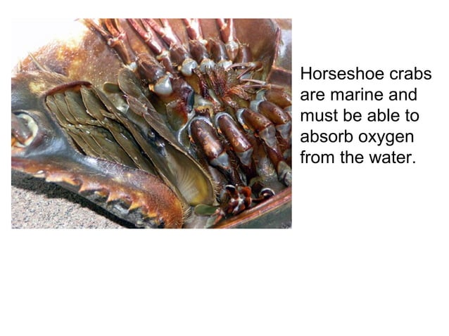 Class Merostomata Notes | PPT
