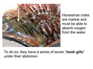 Class Merostomata Notes | PPT