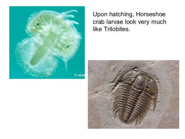 Class Merostomata Notes