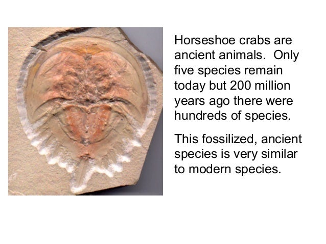 Class Merostomata Notes