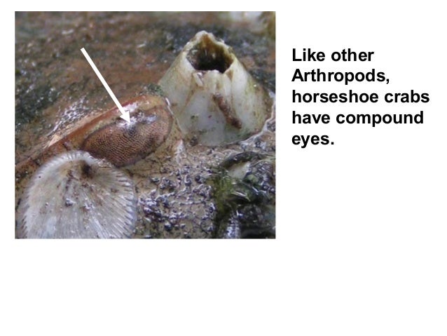 Class Merostomata Notes