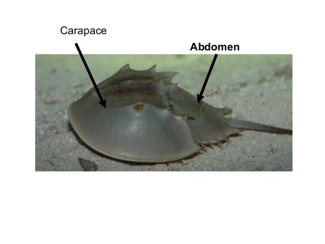 Class Merostomata Notes