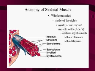 Muscle notes | PPT