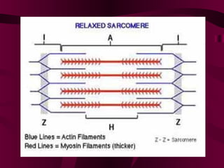 Sarcomere Animation
