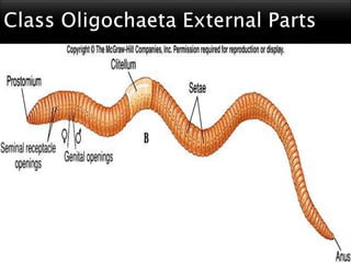 Oligochaeta Anatomy