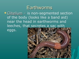 Class Oligochaeta notes | PPT