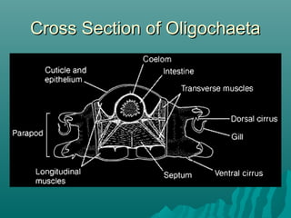 Class Oligochaeta notes | PPT