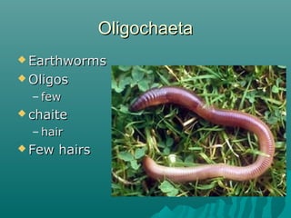Class Oligochaeta notes | PPT