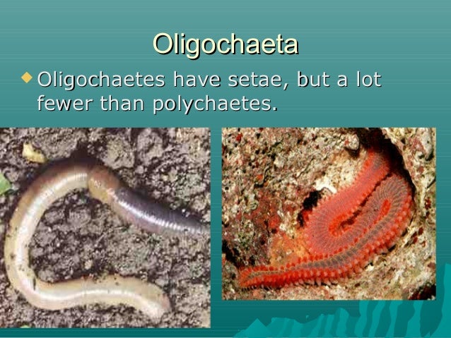 Class Oligochaeta notes