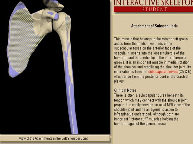 Class One Ap1 Muscles | PPT