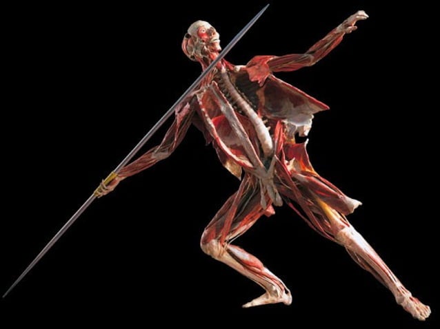 Class One Ap1 Muscles | PPT