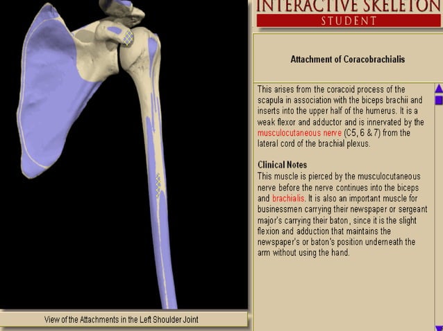 Class One Ap1 Muscles | PPT