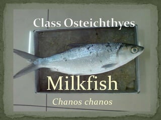 Class osteichthyans | PPTX