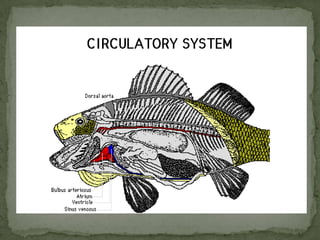 Class osteichthyans | PPT