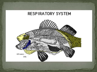 Class osteichthyans | PPT