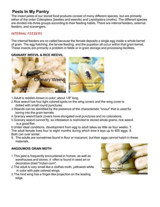 Class Pests In My Pantry .pptx