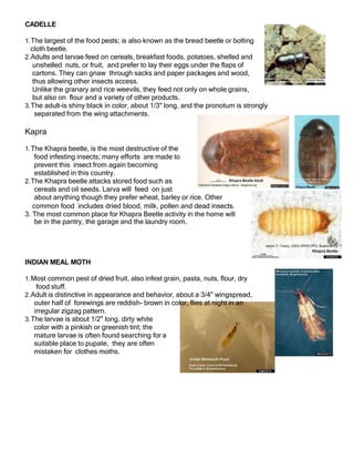 Class Pests In My Pantry .pptx