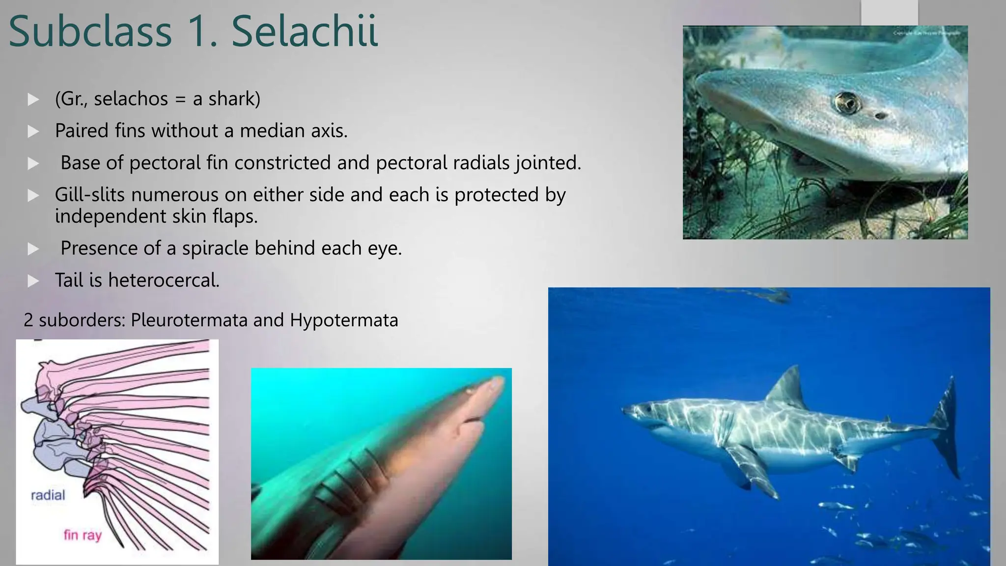 Class Pisces. General characteristics and classifications of Super ...