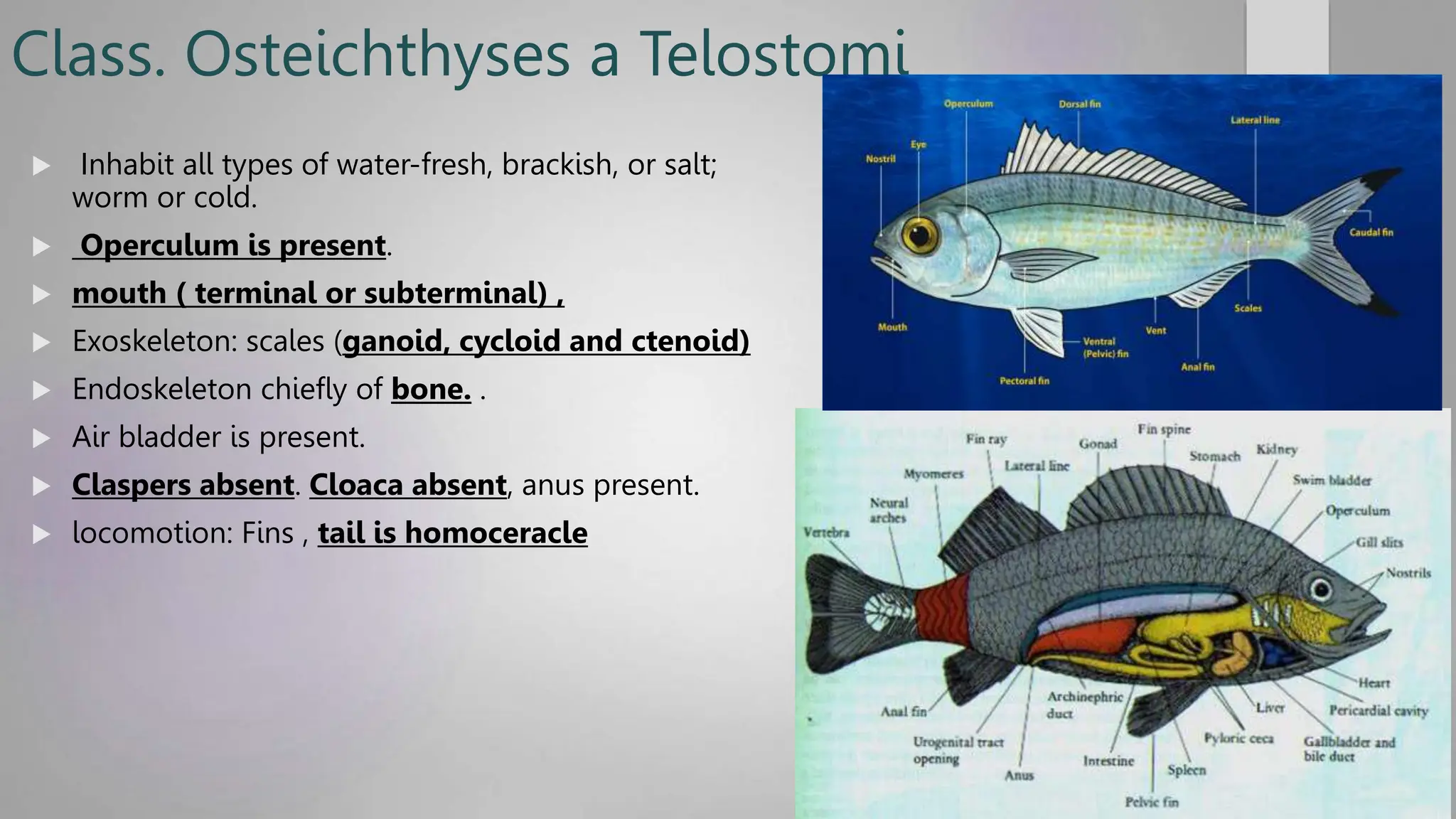 Class Pisces. General characteristics and classifications of Super ...