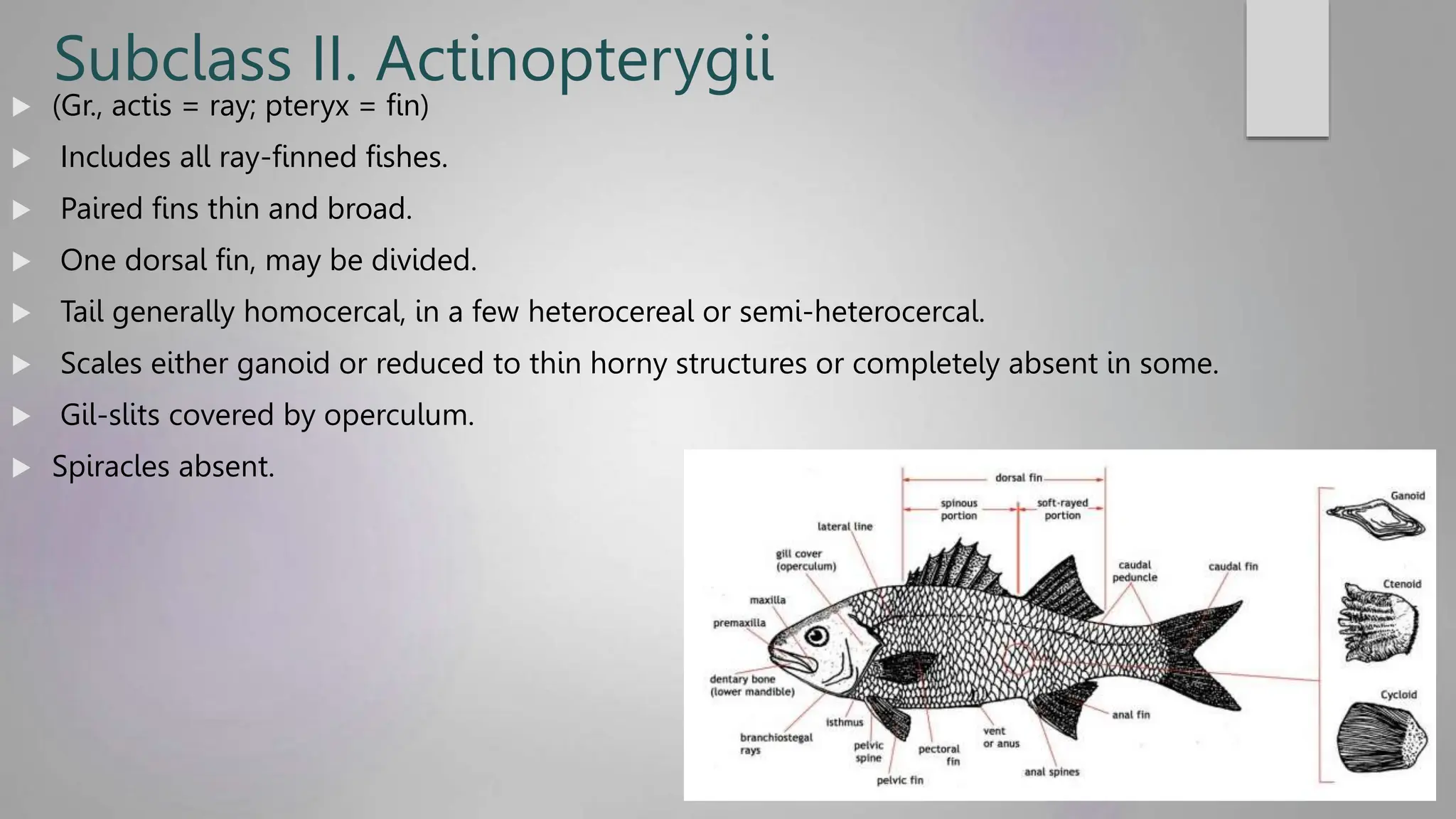 Class Pisces. General characteristics and classifications of Super ...
