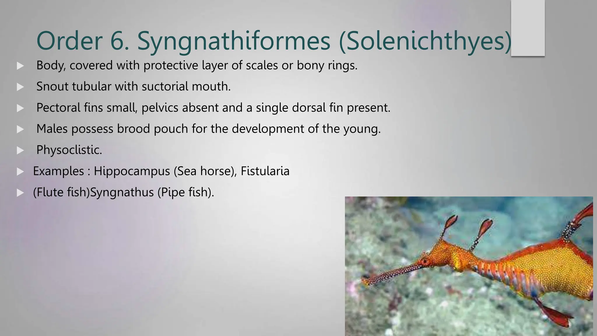 Class Pisces. General characteristics and classifications of Super ...