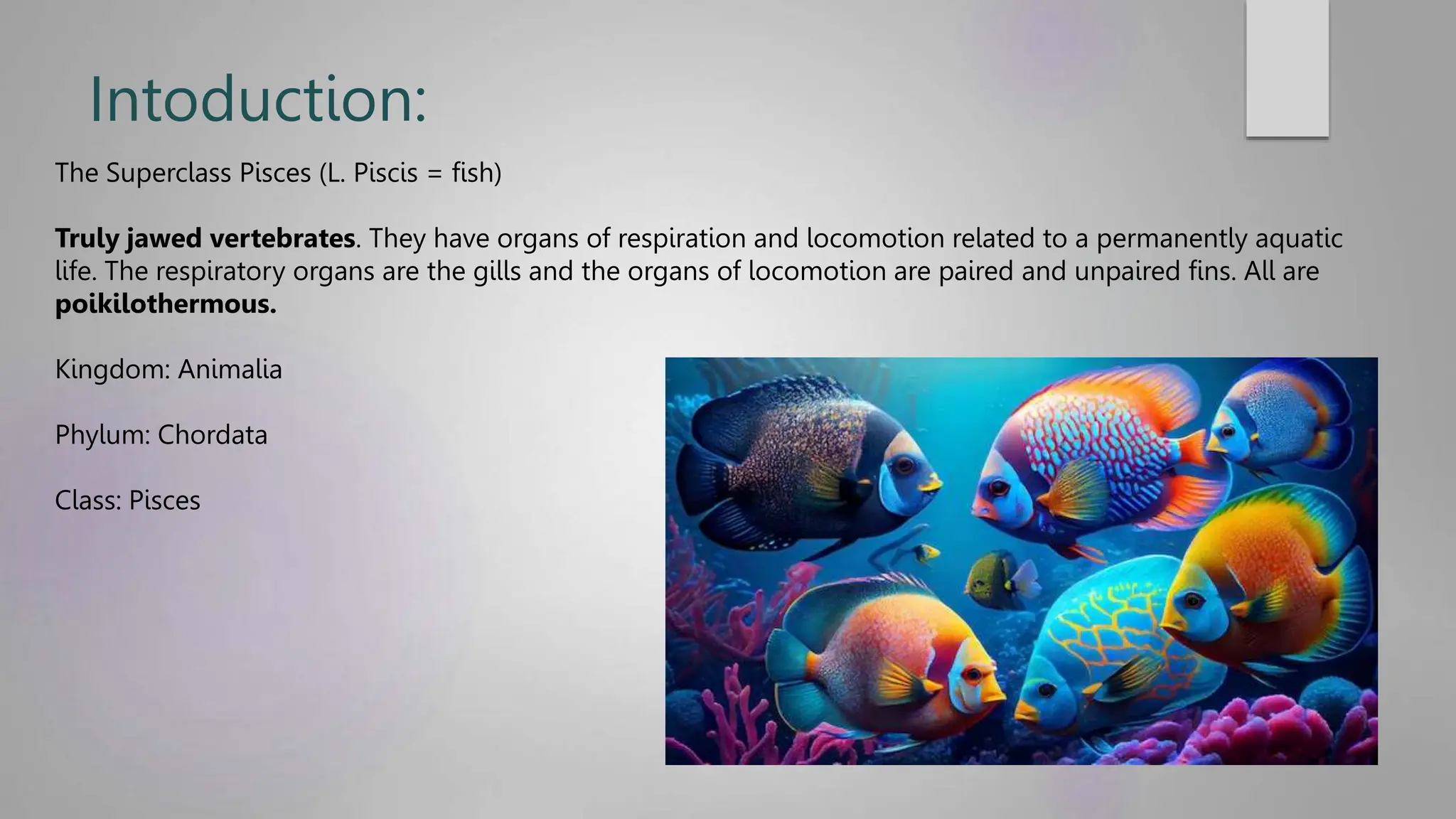 Class Pisces. General characteristics and classifications of Super ...