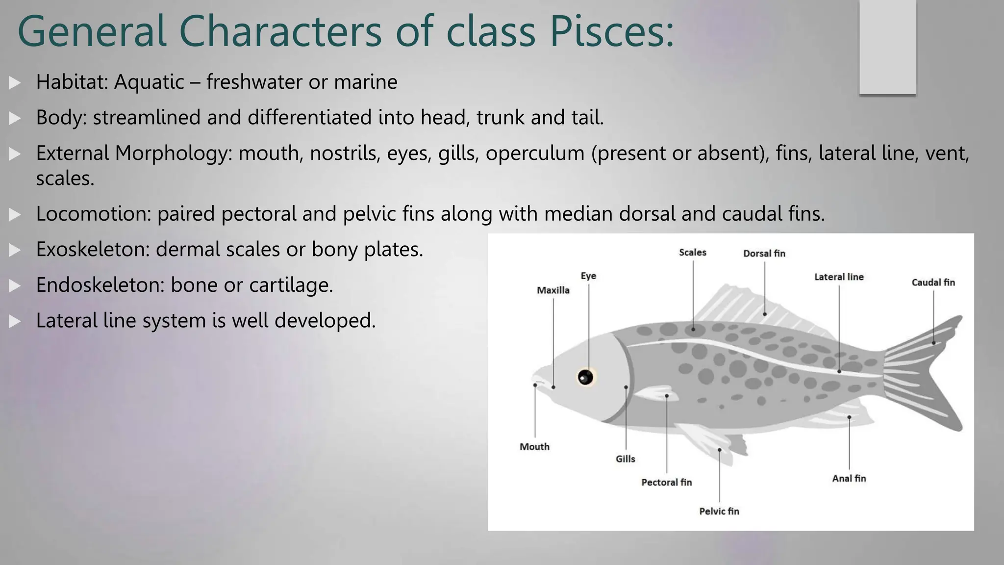 Class Pisces. General characteristics and classifications of Super ...