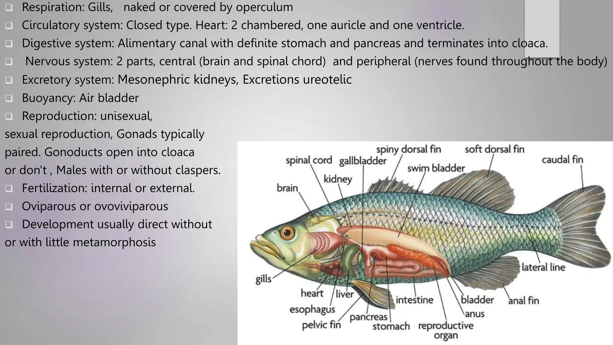 Class Pisces. General characteristics and classifications of Super ...