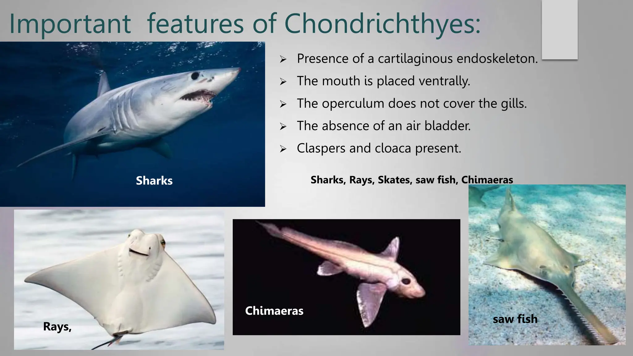 Class Pisces. General characteristics and classifications of Super ...