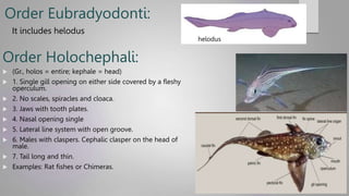 Class Pisces. General characteristics and classifications of Super ...