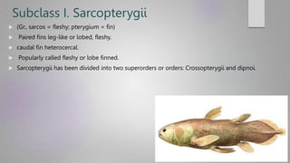 Class Pisces. General characteristics and classifications of Super ...