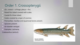 Class Pisces. General characteristics and classifications of Super ...