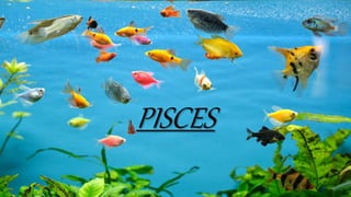 Class Pisces. General characteristics and classifications of Super ...
