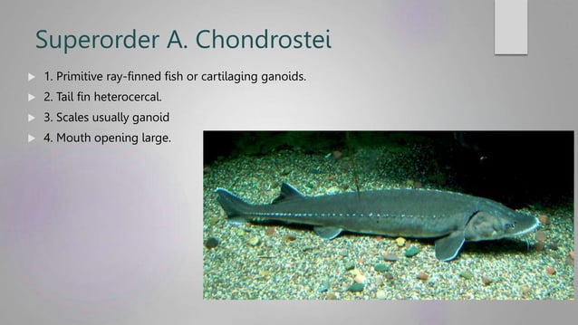 Class Pisces. General characteristics and classifications of Super ...