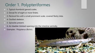 Class Pisces. General characteristics and classifications of Super ...