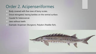 Class Pisces. General characteristics and classifications of Super ...