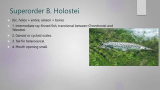 Class Pisces. General characteristics and classifications of Super ...