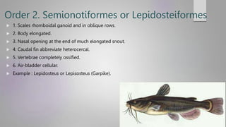 Class Pisces. General characteristics and classifications of Super ...