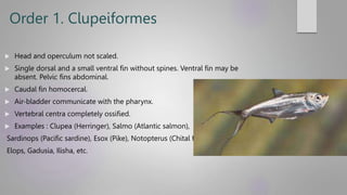 Class Pisces. General characteristics and classifications of Super ...