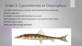 Class Pisces. General characteristics and classifications of Super ...