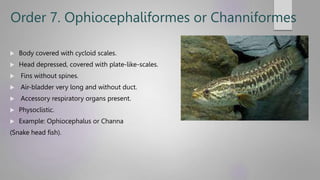 Class Pisces. General characteristics and classifications of Super ...